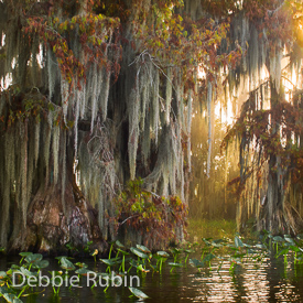 the Florida Artists Group member Debbie Rubin