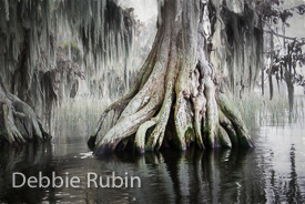 the Florida Artists Group member Debbie Rubin
